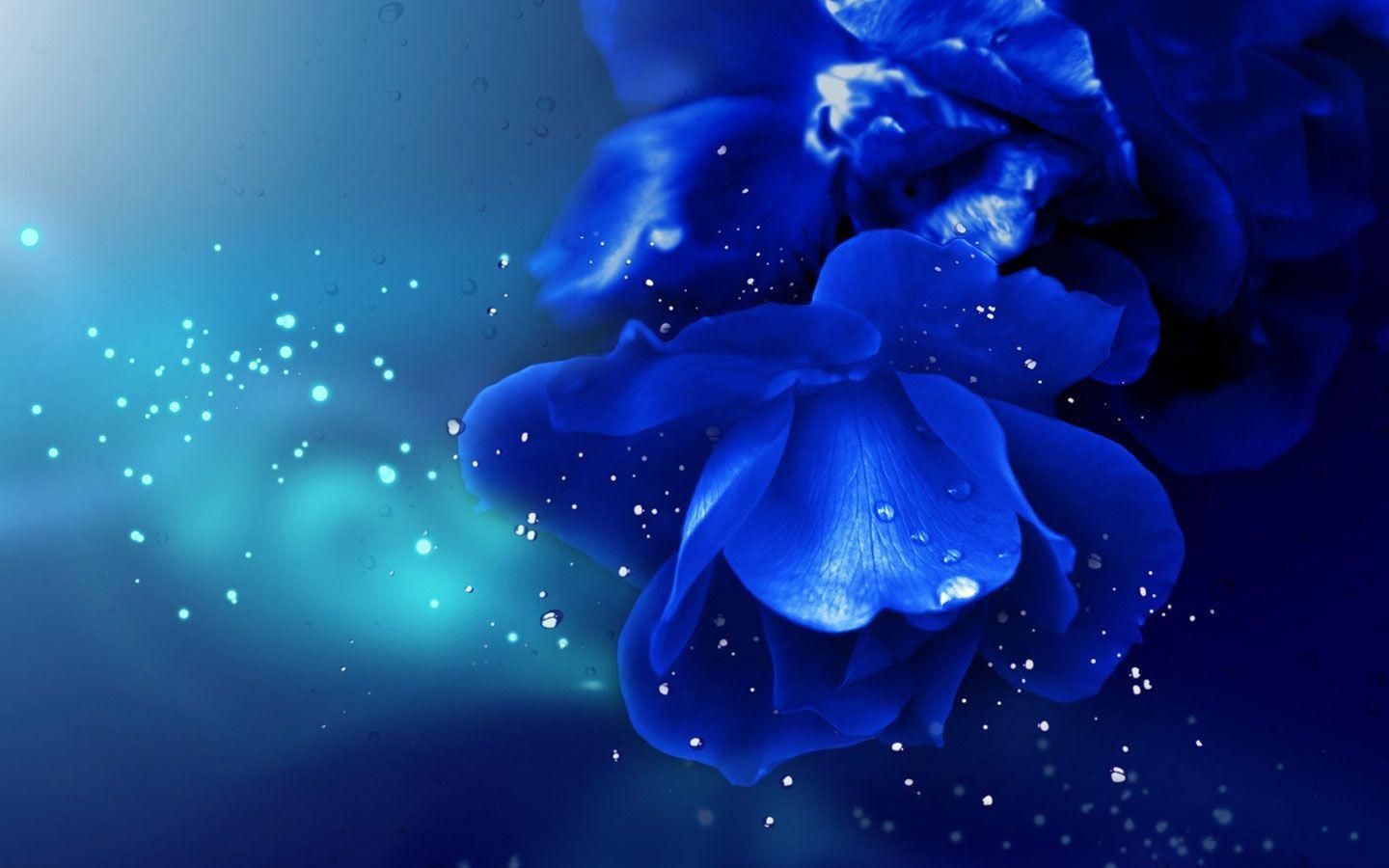 Blue Roses Laptop Wallpapers - Top Free Blue Roses Laptop Backgrounds ...