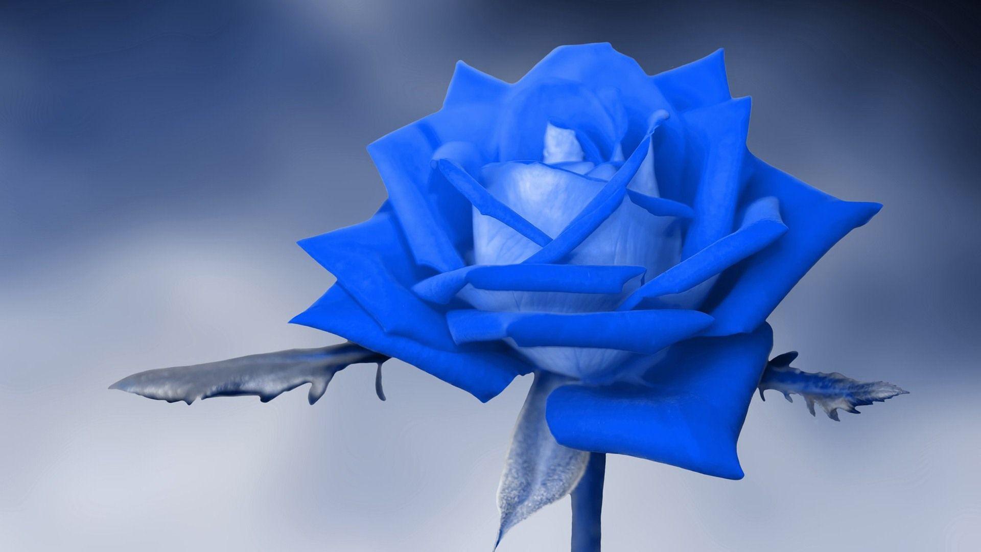 Blue Roses Laptop Wallpapers - Top Free Blue Roses Laptop Backgrounds ...