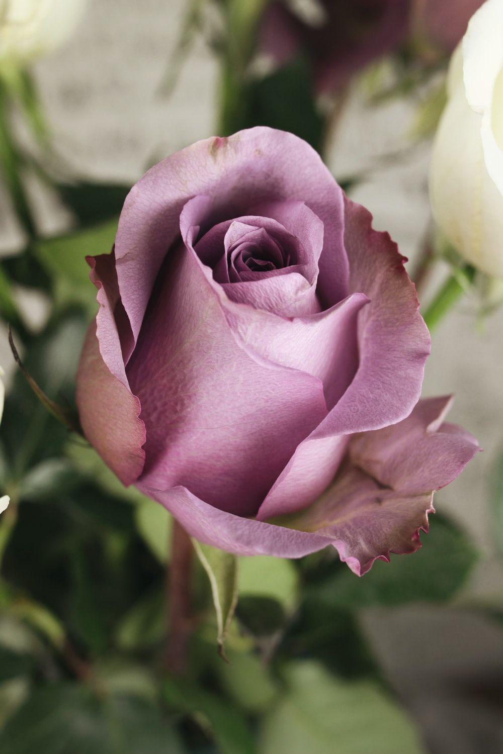 Purple and White Rose Wallpapers - Top Free Purple and White Rose ...