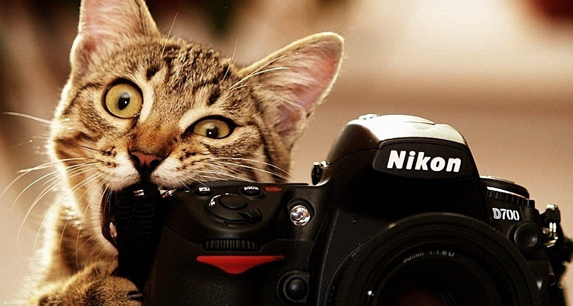 Funny Dual Screen Wallpapers - Top Free Funny Dual Screen Backgrounds ...