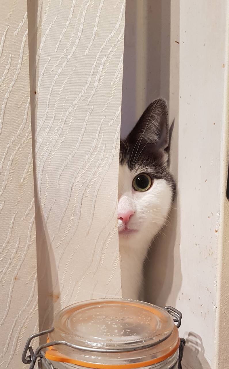 Scared Cat Wallpapers - Top Free Scared Cat Backgrounds - WallpaperAccess