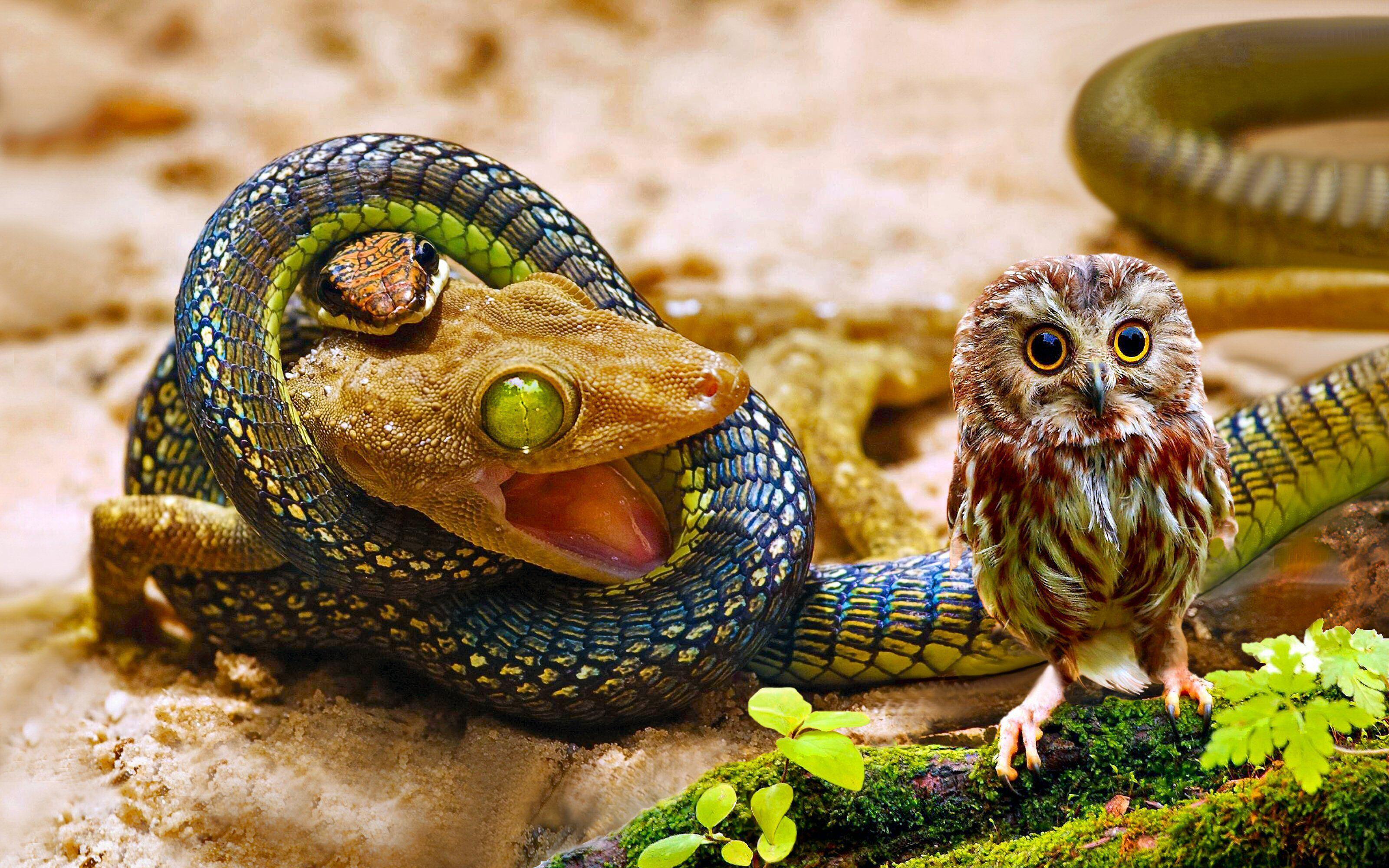 Cute Baby Snake Wallpapers - Top Free Cute Baby Snake Backgrounds ...