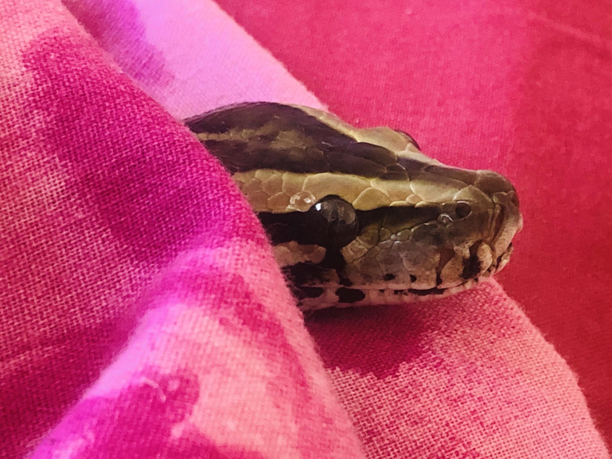 Cute Baby Snake Wallpapers - Top Free Cute Baby Snake Backgrounds ...