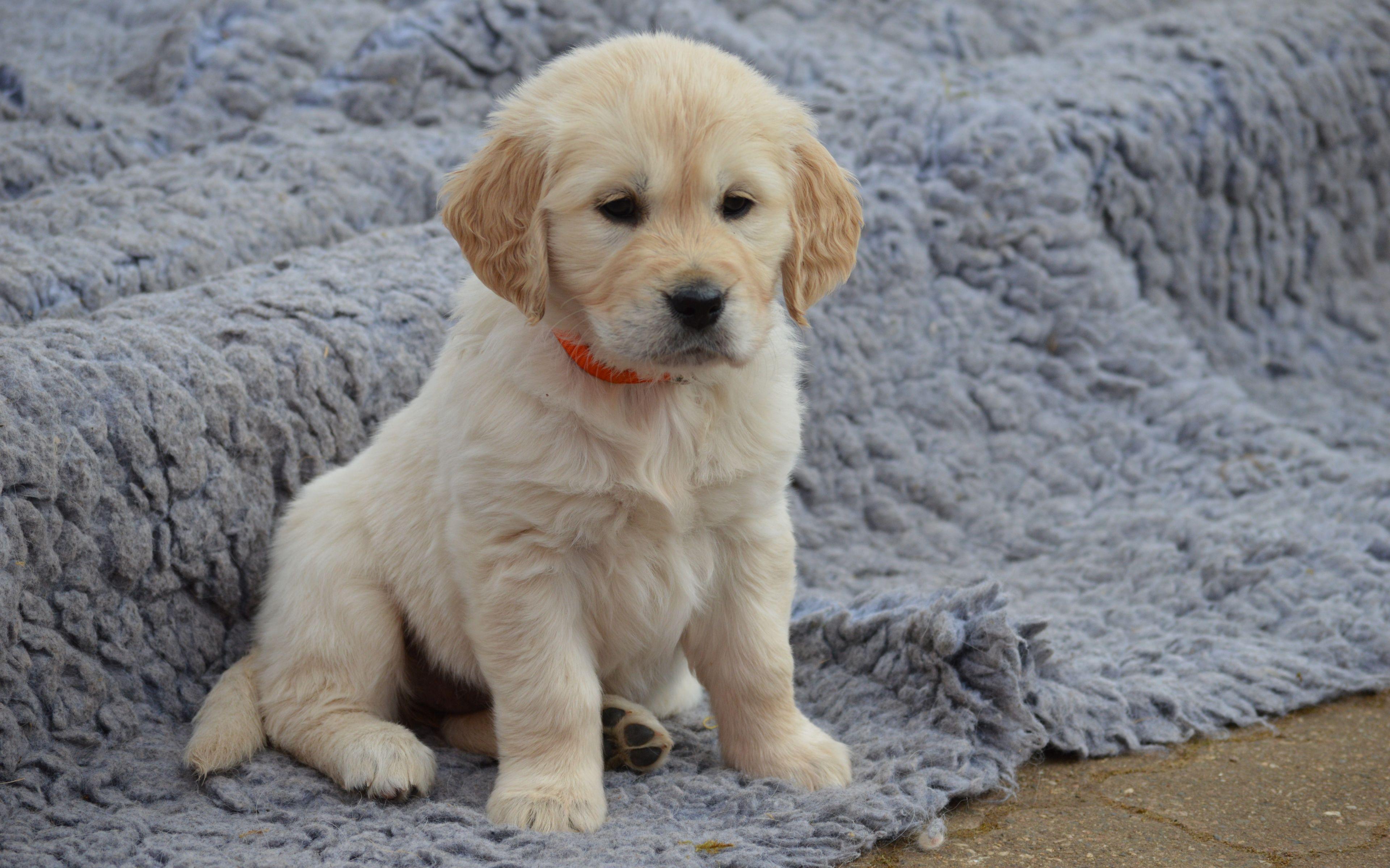 Baby Golden Retriever Wallpapers - Top Free Baby Golden Retriever ...