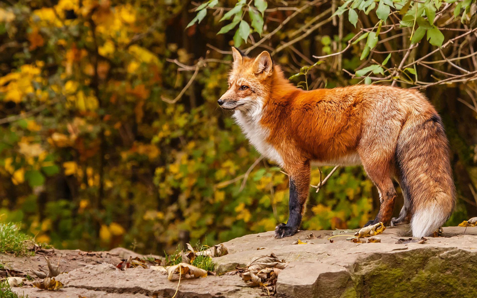 Fox Nature Wallpapers - Top Free Fox Nature Backgrounds - WallpaperAccess