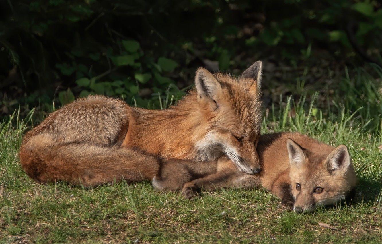 Fox Nature Wallpapers - Top Free Fox Nature Backgrounds - WallpaperAccess
