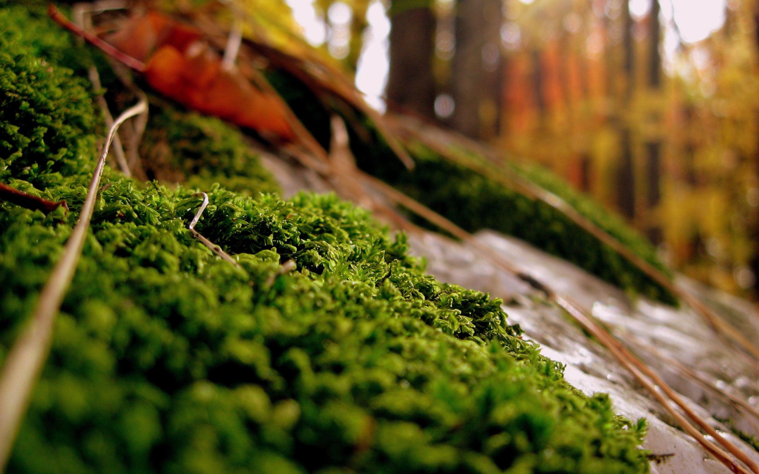 Apple Nature Desktop Wallpapers - Top Free Apple Nature Desktop ...