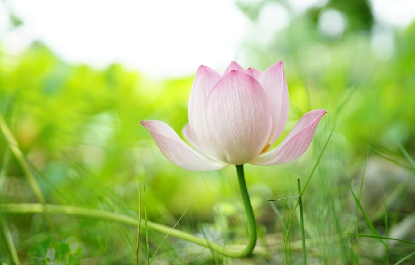 Abstract Green Nature Wallpapers - Top Free Abstract Green Nature ...