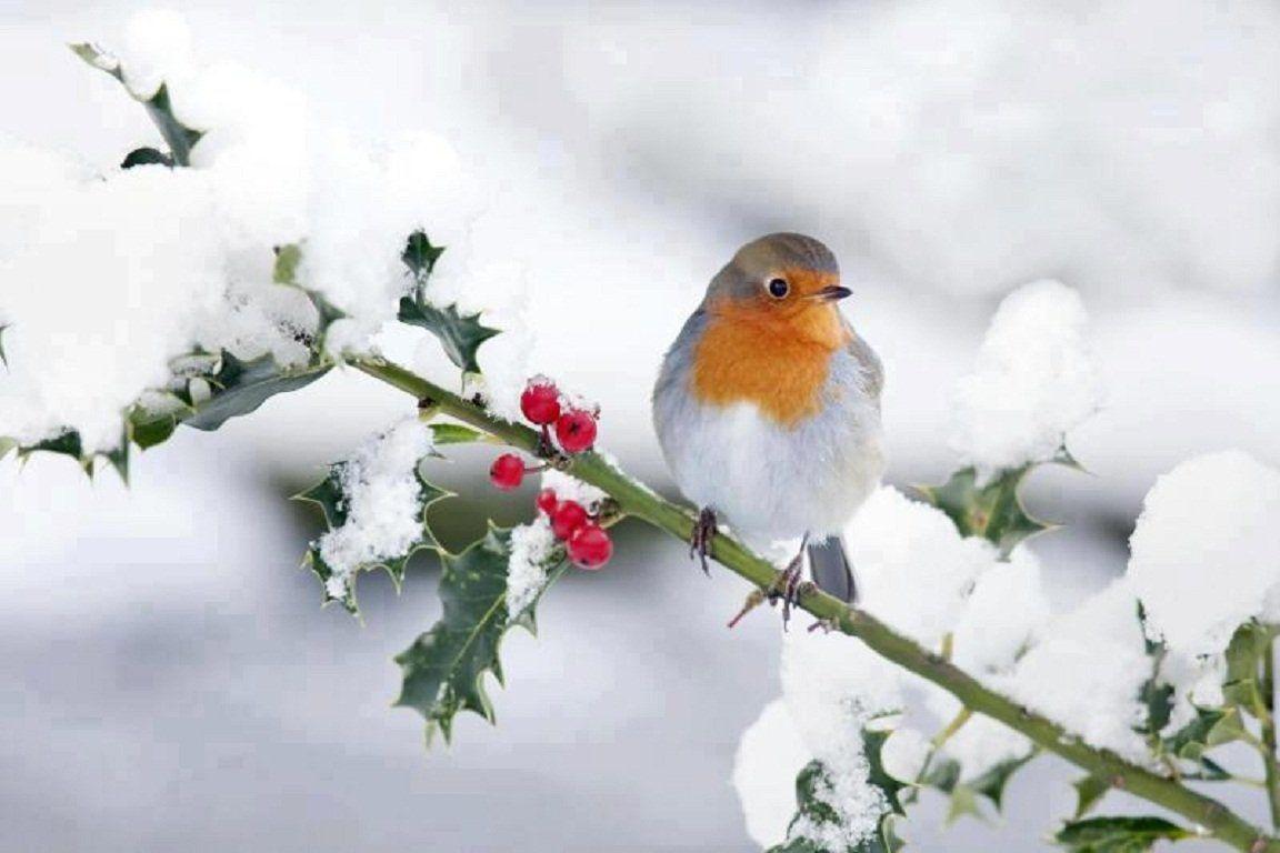 Birds in Snow Wallpapers - Top Free Birds in Snow Backgrounds ...