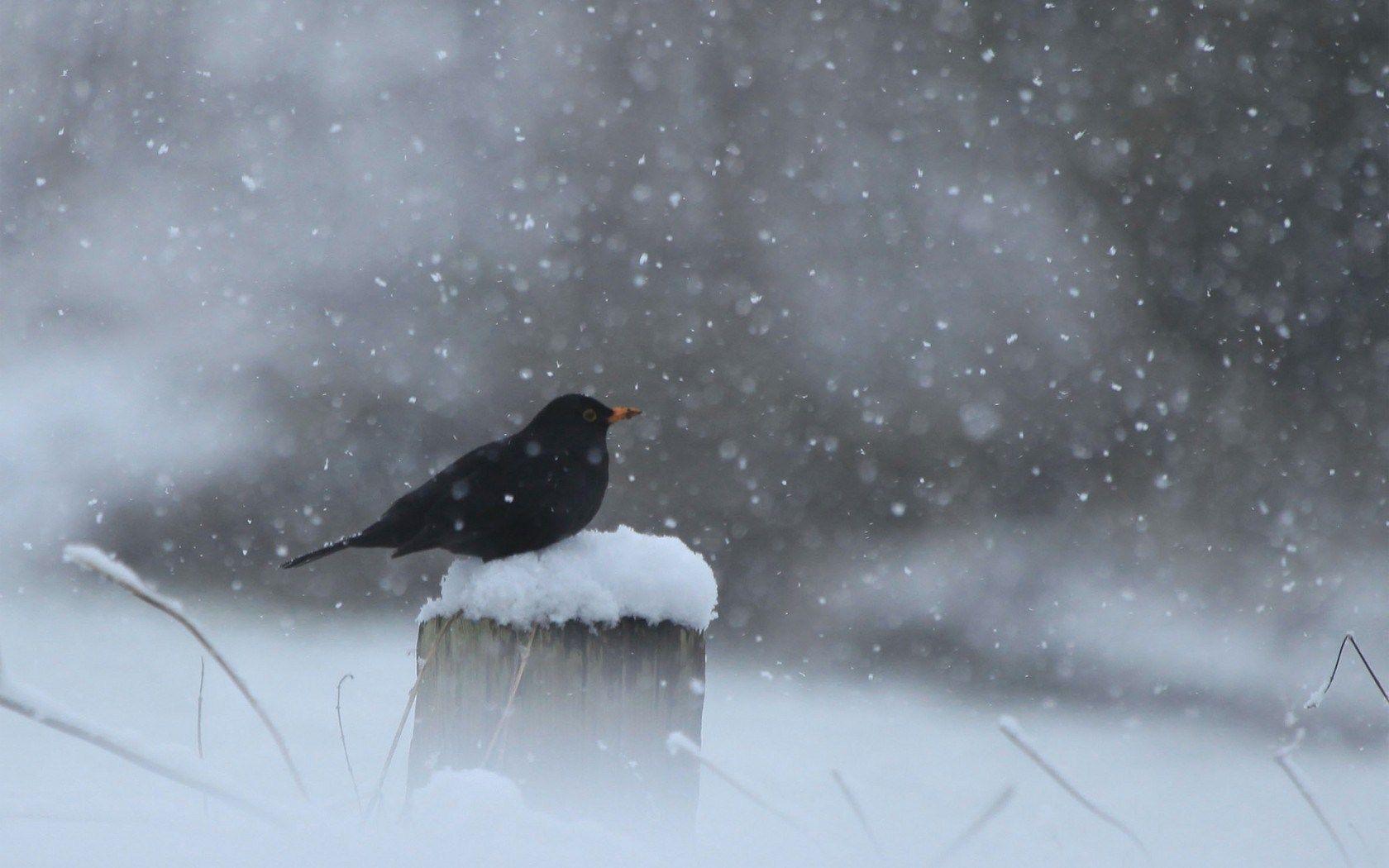 Birds in Snow Wallpapers - Top Free Birds in Snow Backgrounds ...