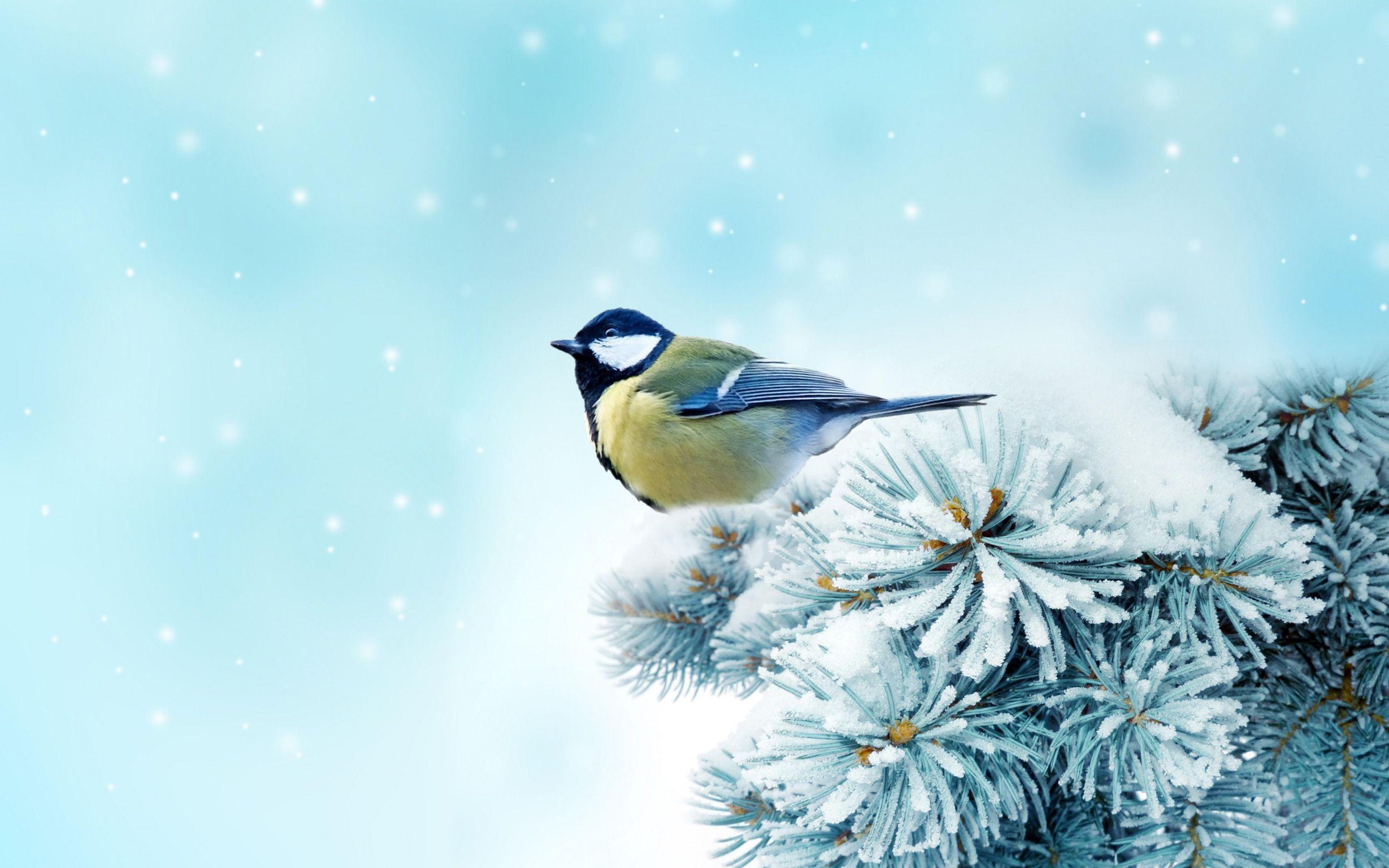 Birds in Snow Wallpapers - Top Free Birds in Snow Backgrounds ...