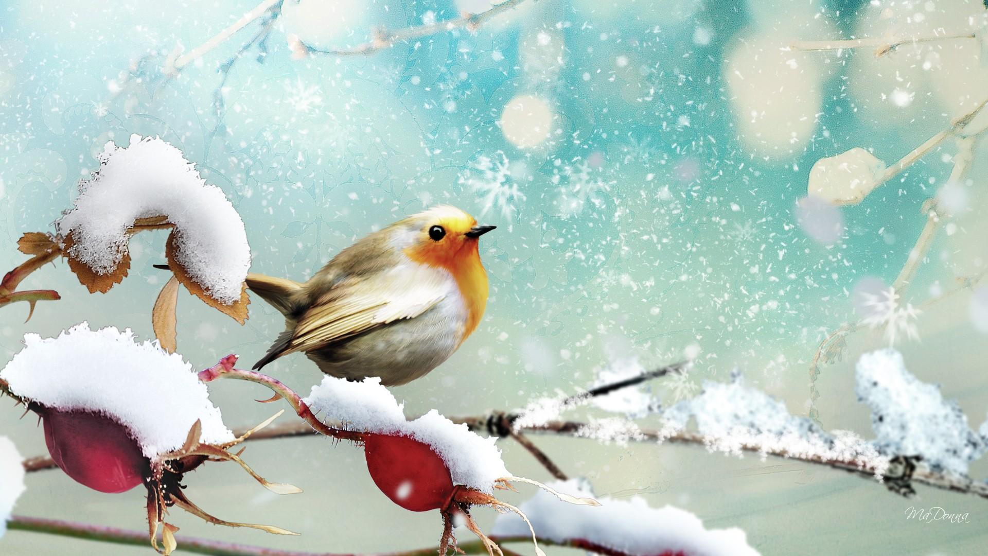 Birds in Snow Wallpapers - Top Free Birds in Snow Backgrounds ...