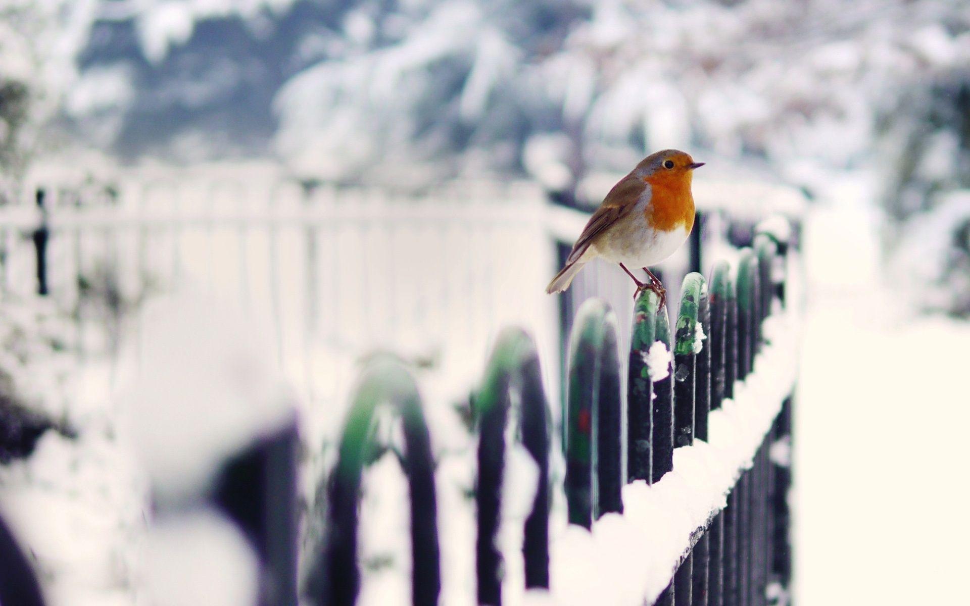 Birds in Snow Wallpapers - Top Free Birds in Snow Backgrounds ...