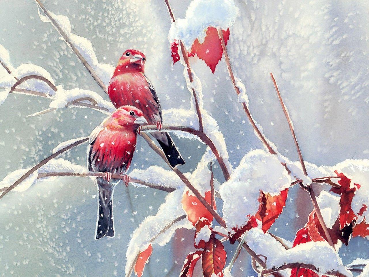 Birds in Snow Wallpapers - Top Free Birds in Snow Backgrounds ...