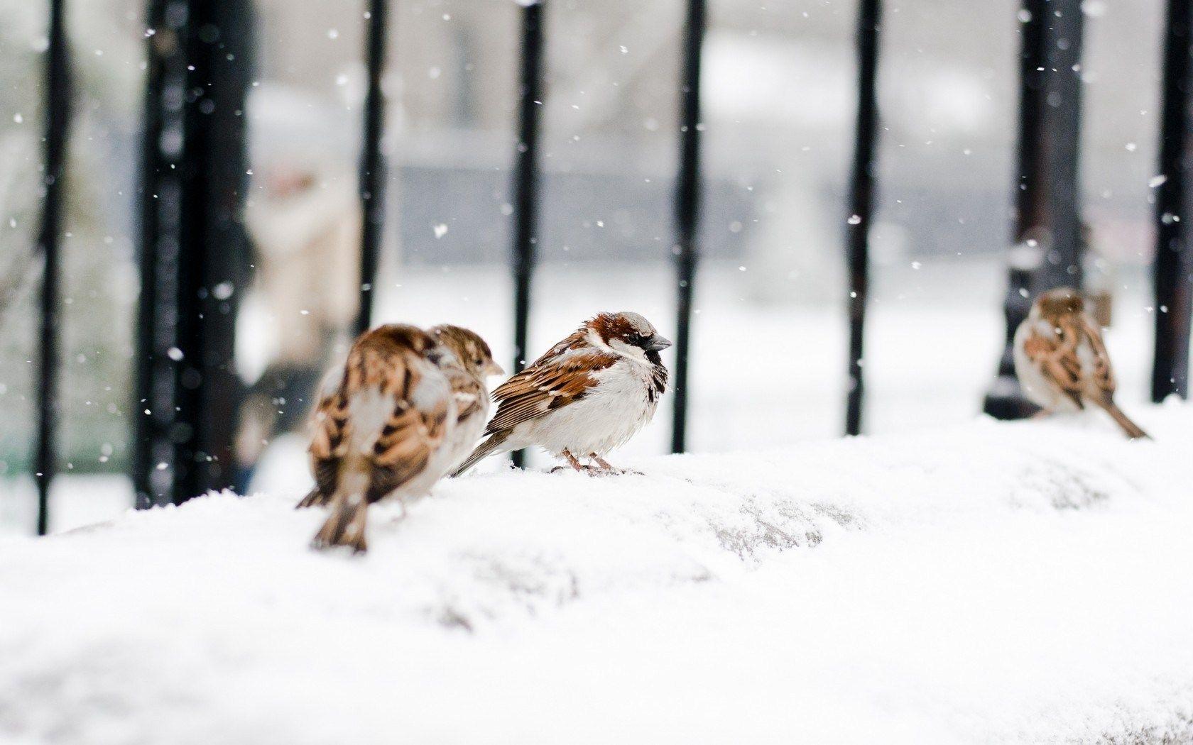 Birds in Snow Wallpapers - Top Free Birds in Snow Backgrounds ...