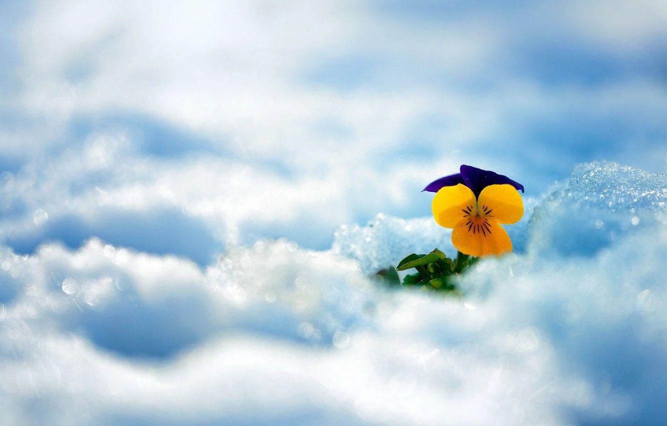 Flowers in Snow Desktop Wallpapers - Top Free Flowers in Snow Desktop ...