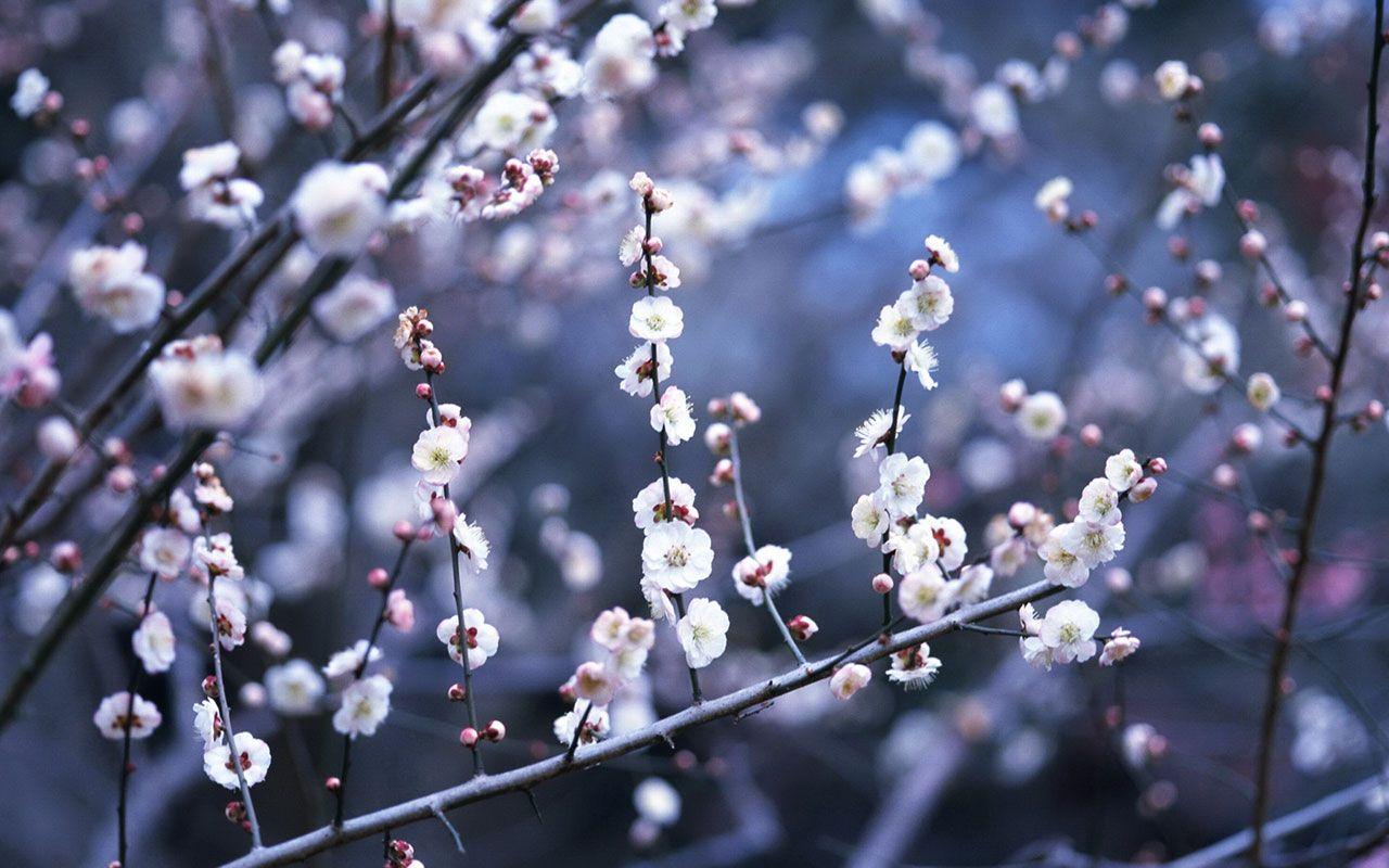 Flowers in Snow Desktop Wallpapers - Top Free Flowers in Snow Desktop ...