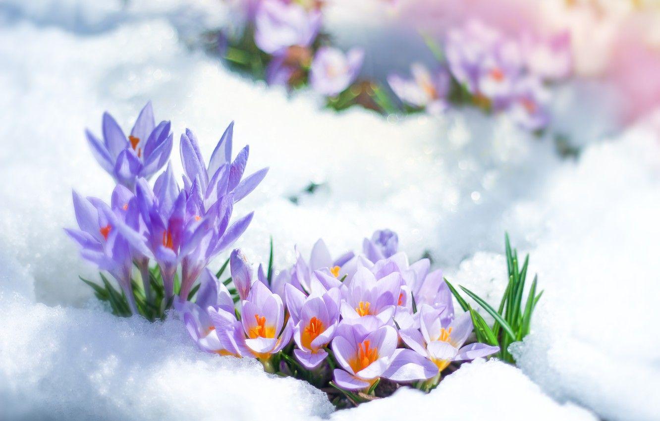 Spring Snow Wallpapers - Top Free Spring Snow Backgrounds - WallpaperAccess