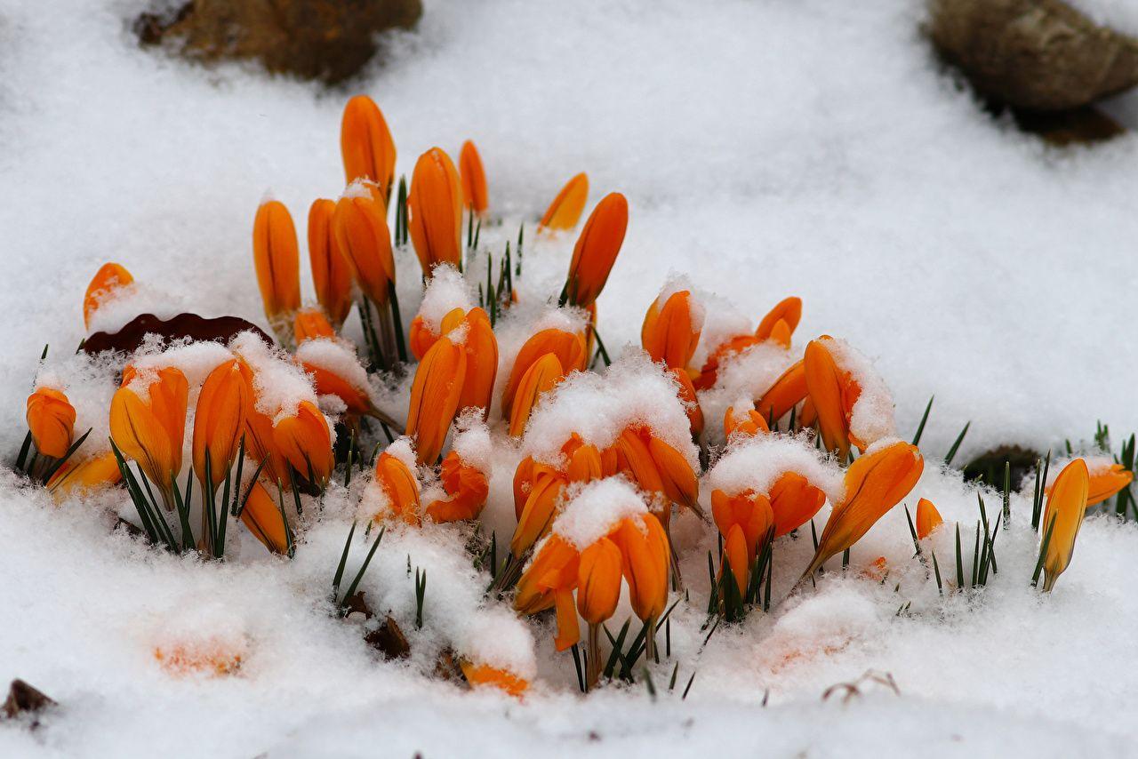 Flowers in Snow Desktop Wallpapers - Top Free Flowers in Snow Desktop ...