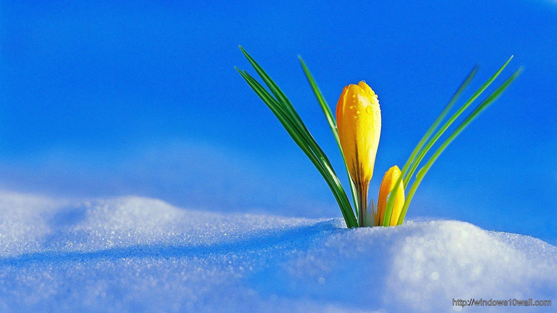 Flowers in Snow Desktop Wallpapers - Top Free Flowers in Snow Desktop ...