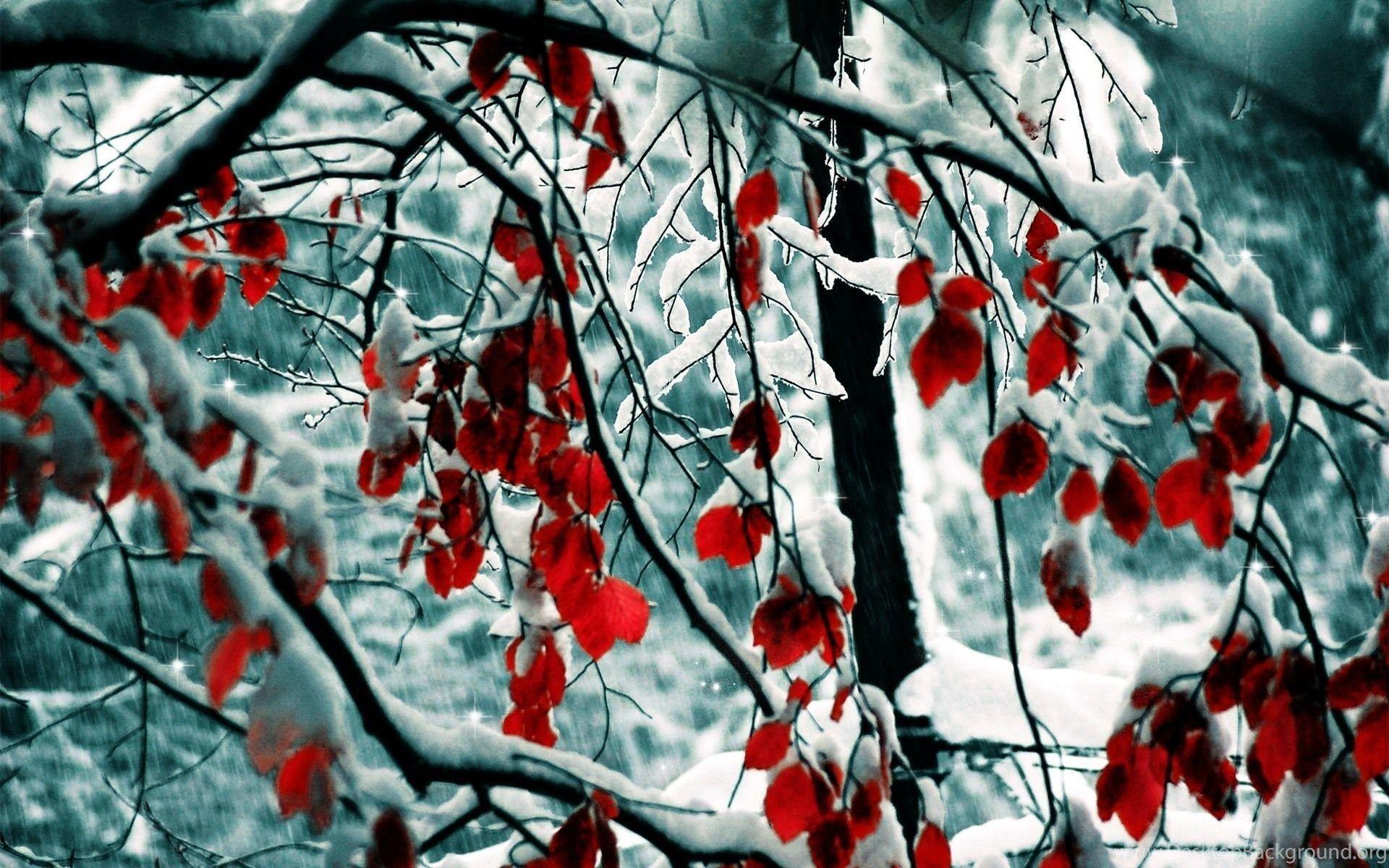 Flowers in Snow Desktop Wallpapers - Top Free Flowers in Snow Desktop ...