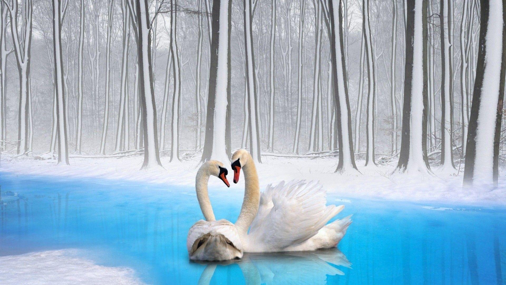 Birds in Snow Wallpapers - Top Free Birds in Snow Backgrounds ...