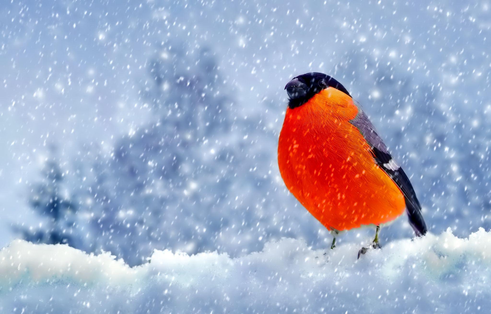 Birds in Snow Wallpapers - Top Free Birds in Snow Backgrounds ...
