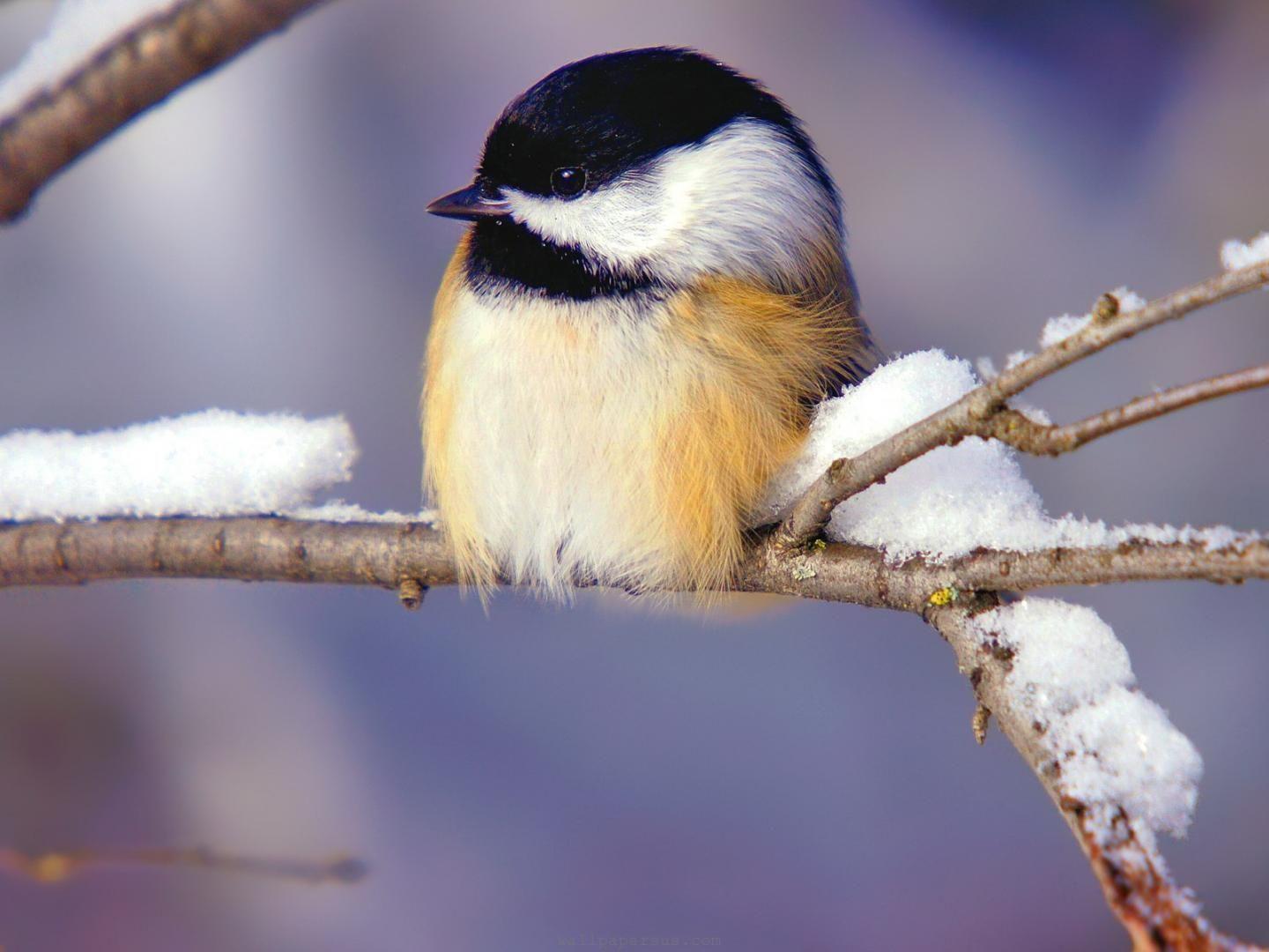 Birds in Snow Wallpapers - Top Free Birds in Snow Backgrounds ...