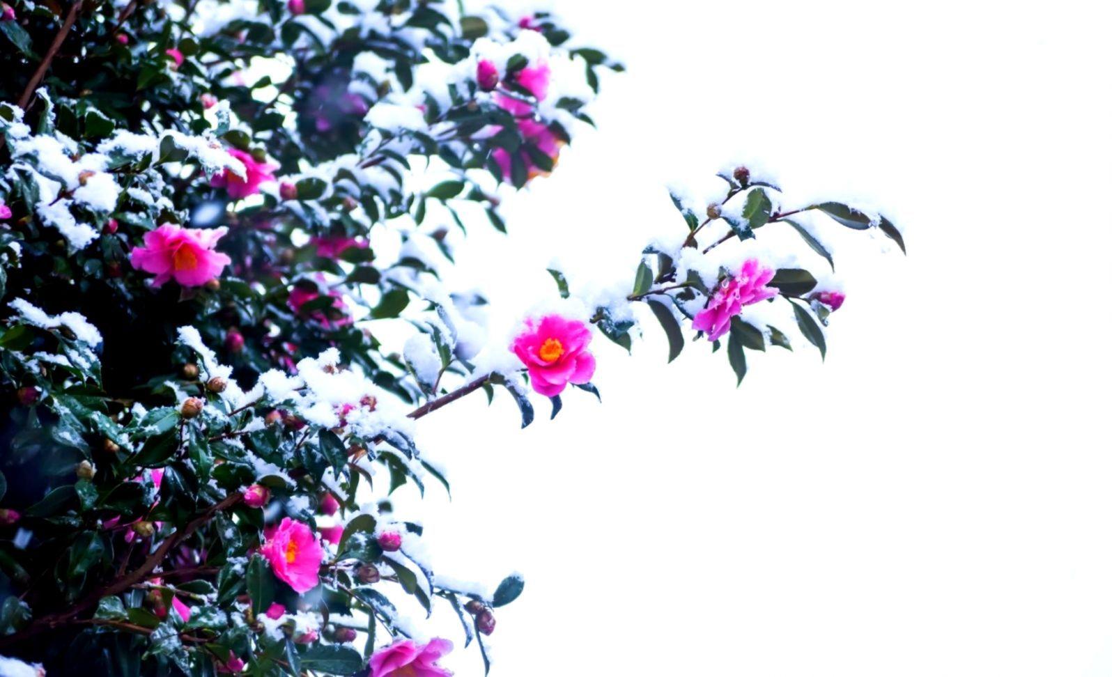 Flowers in Snow Desktop Wallpapers - Top Free Flowers in Snow Desktop ...