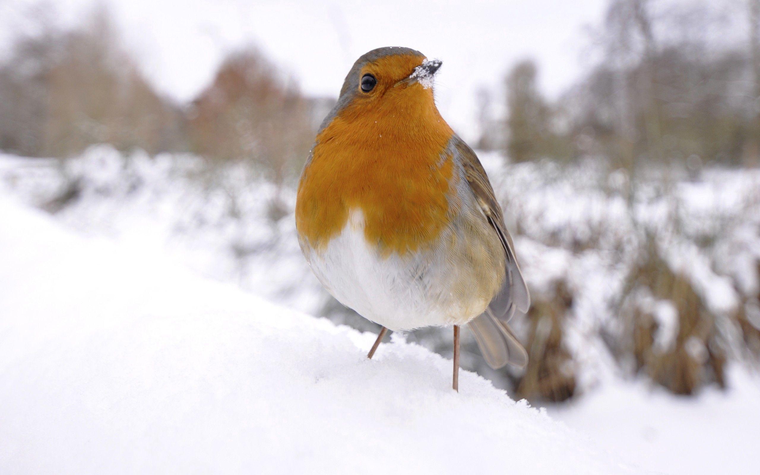 Birds in Snow Wallpapers - Top Free Birds in Snow Backgrounds ...