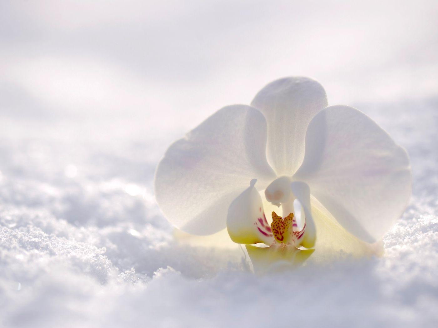 Flowers in Snow Desktop Wallpapers - Top Free Flowers in Snow Desktop ...