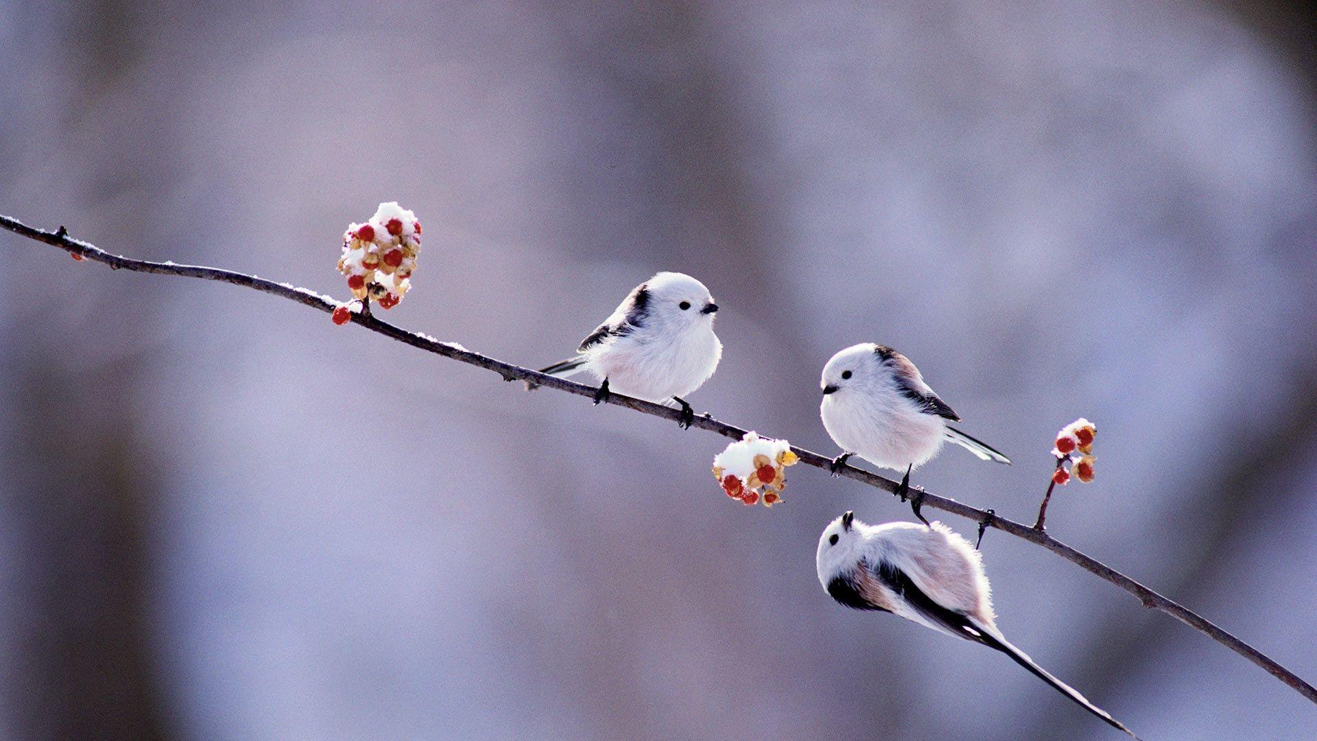 Cute Winter Bird Wallpapers - Top Free Cute Winter Bird Backgrounds ...