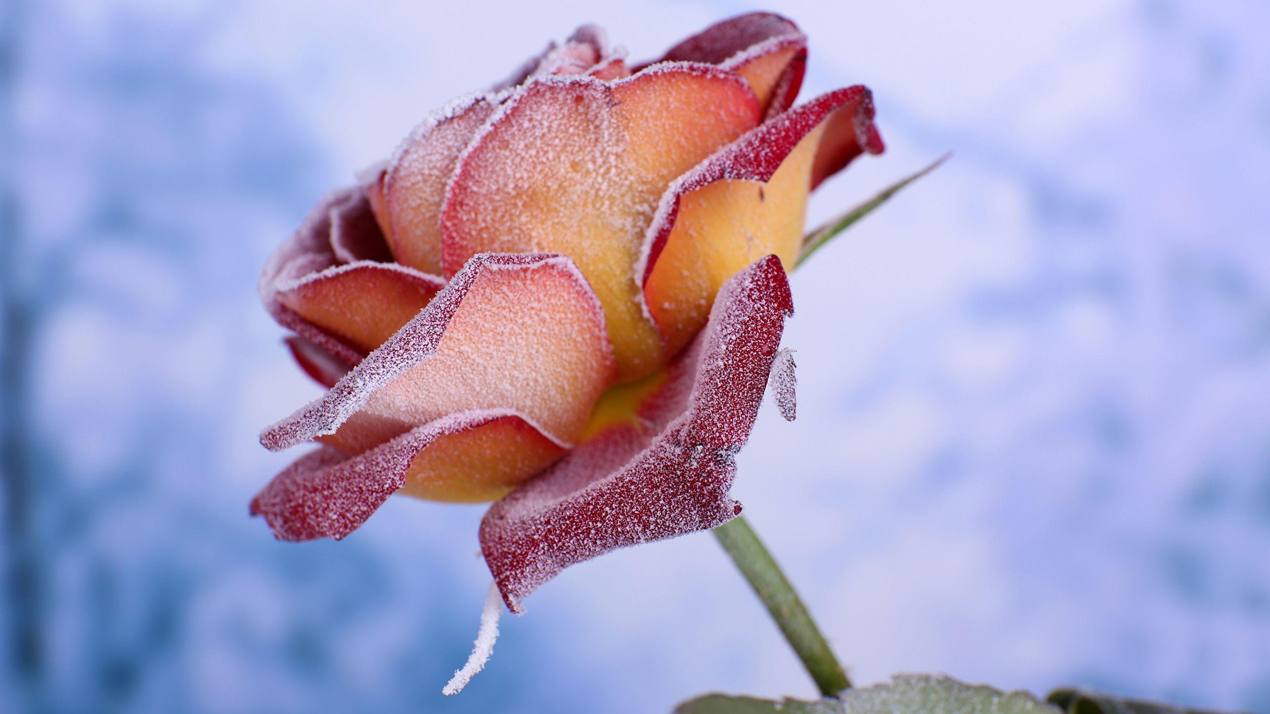 Flowers in Snow Desktop Wallpapers - Top Free Flowers in Snow Desktop ...