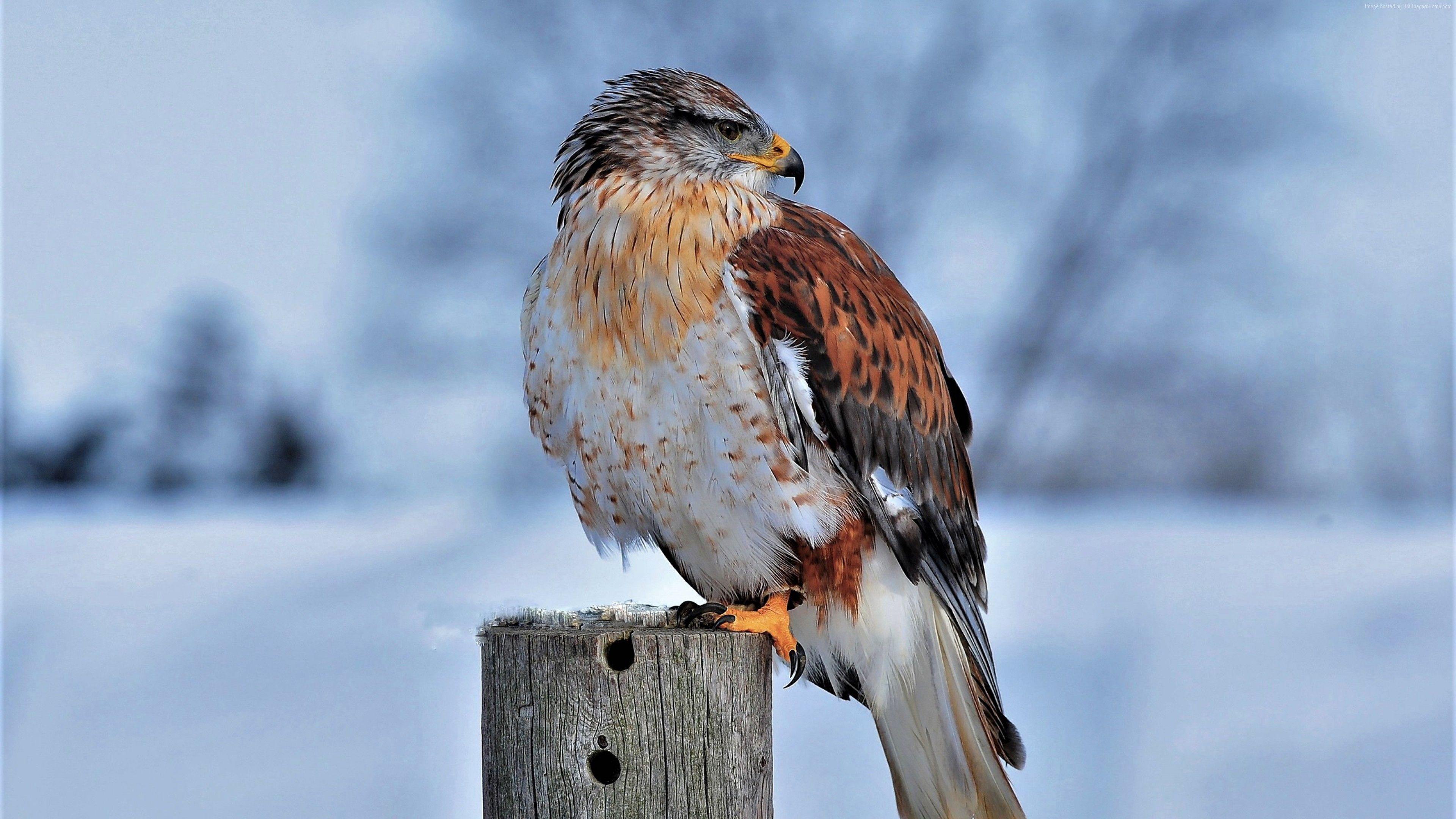 Cool Hawk Wallpapers - Top Free Cool Hawk Backgrounds - WallpaperAccess