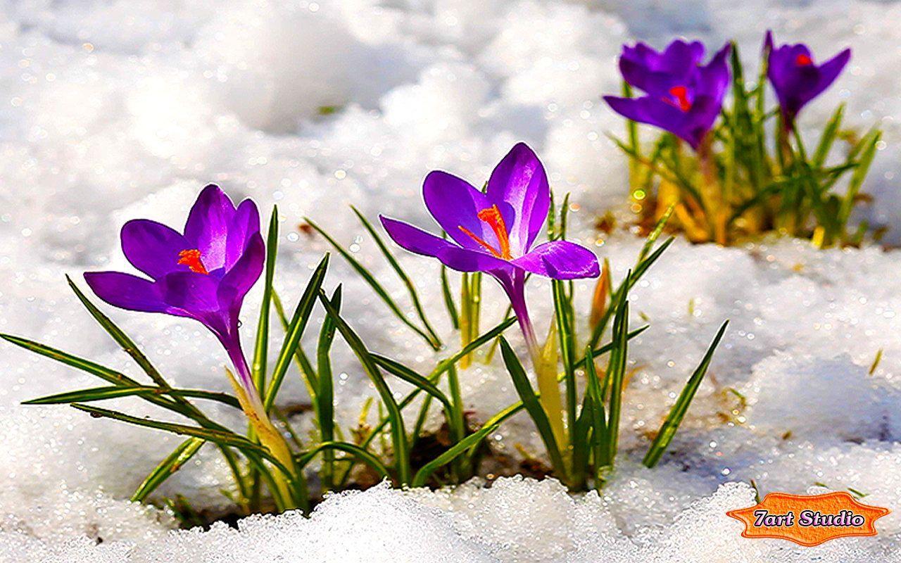 Flowers in Snow Desktop Wallpapers - Top Free Flowers in Snow Desktop ...