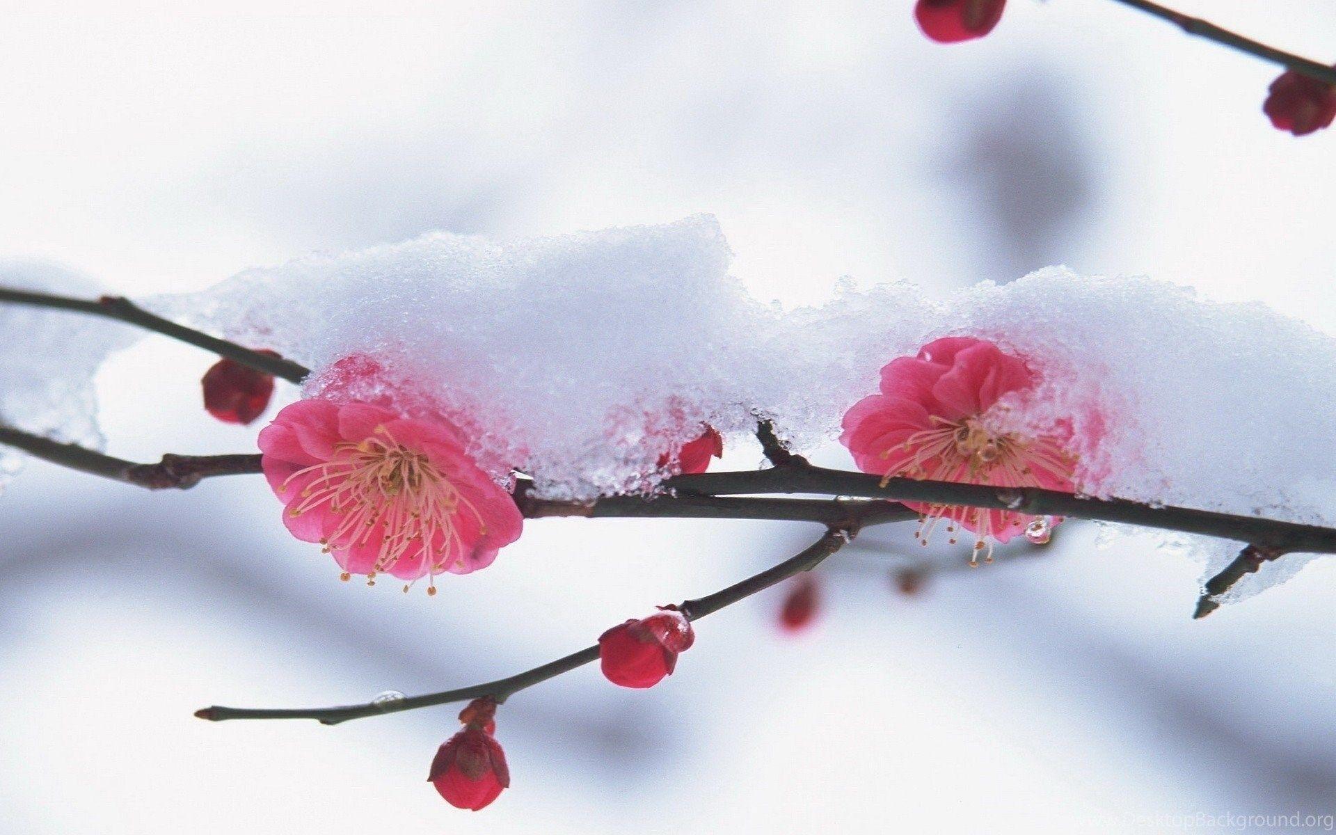 Pink Winter Desktop Wallpapers - Top Free Pink Winter Desktop ...