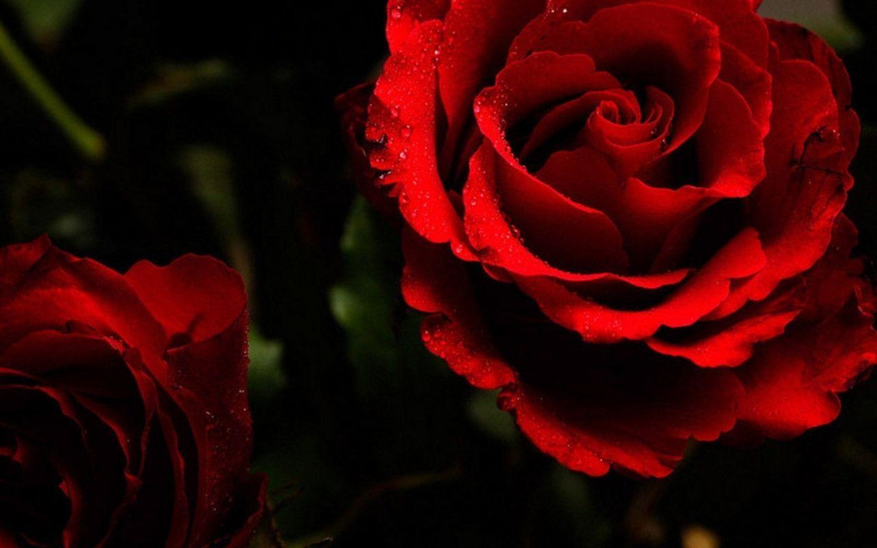 Gothic Roses Wallpapers - Top Free Gothic Roses Backgrounds ...