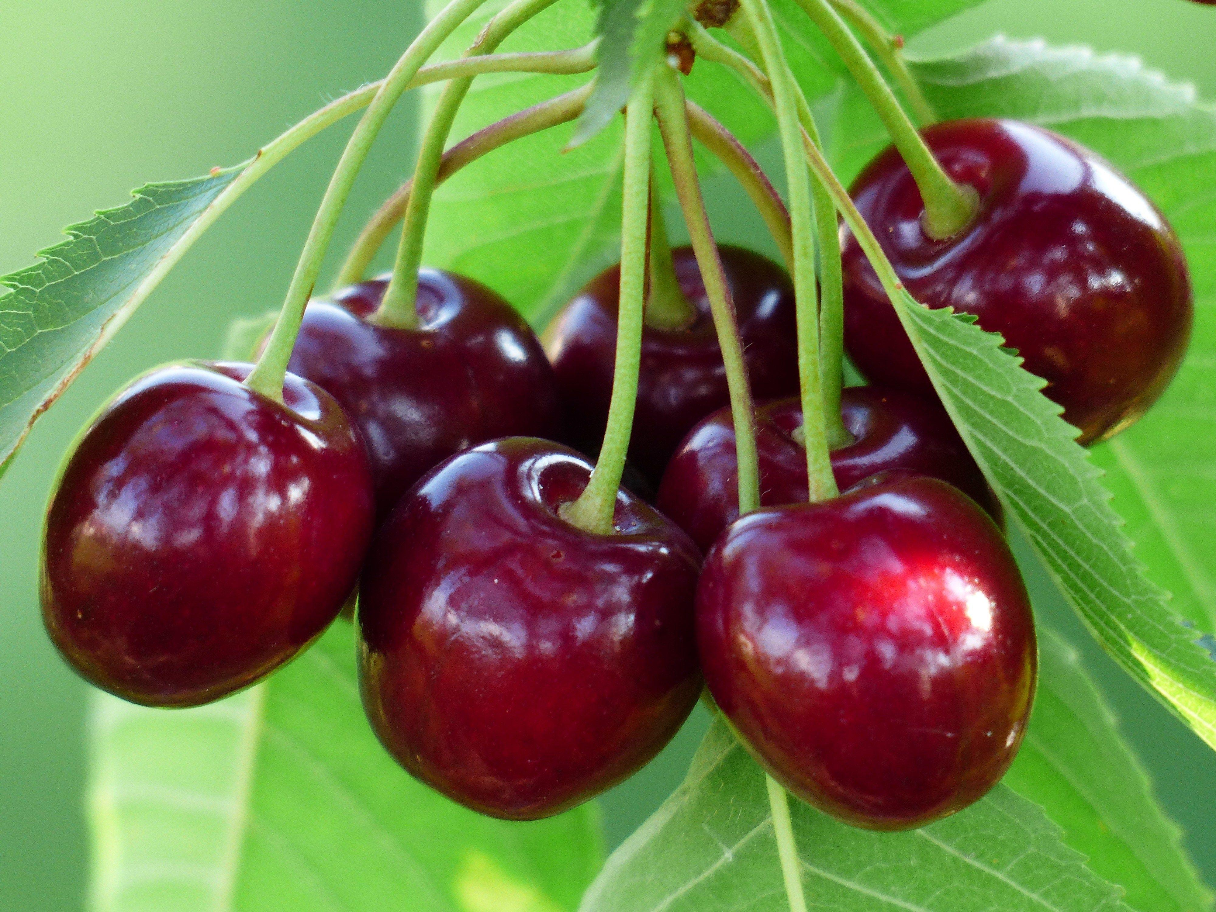 Cherries 4K Wallpapers - Top Free Cherries 4K Backgrounds - WallpaperAccess