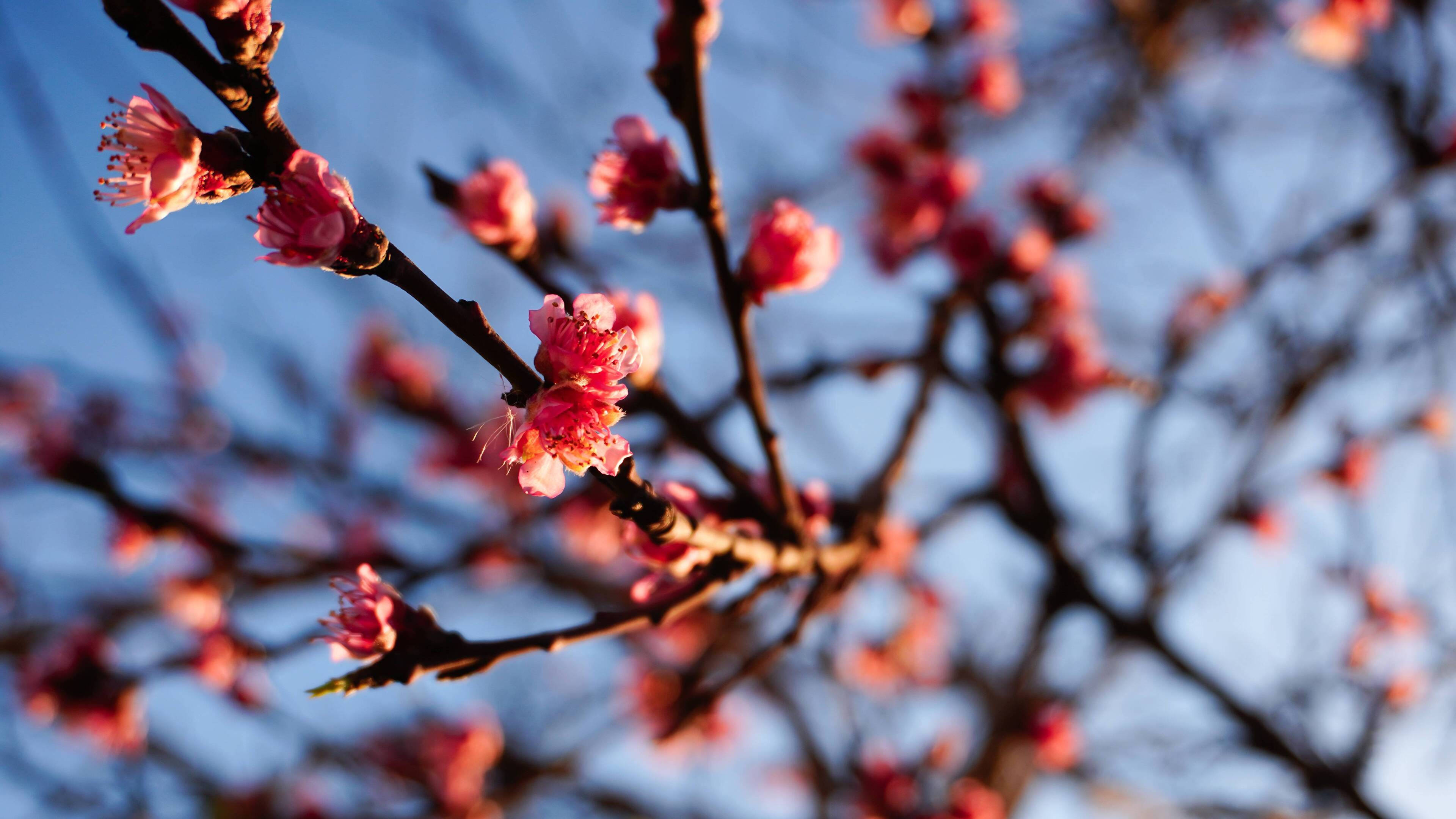 Aesthetic Cherry Blossom Wallpapers - Top Free Aesthetic Cherry Blossom ...