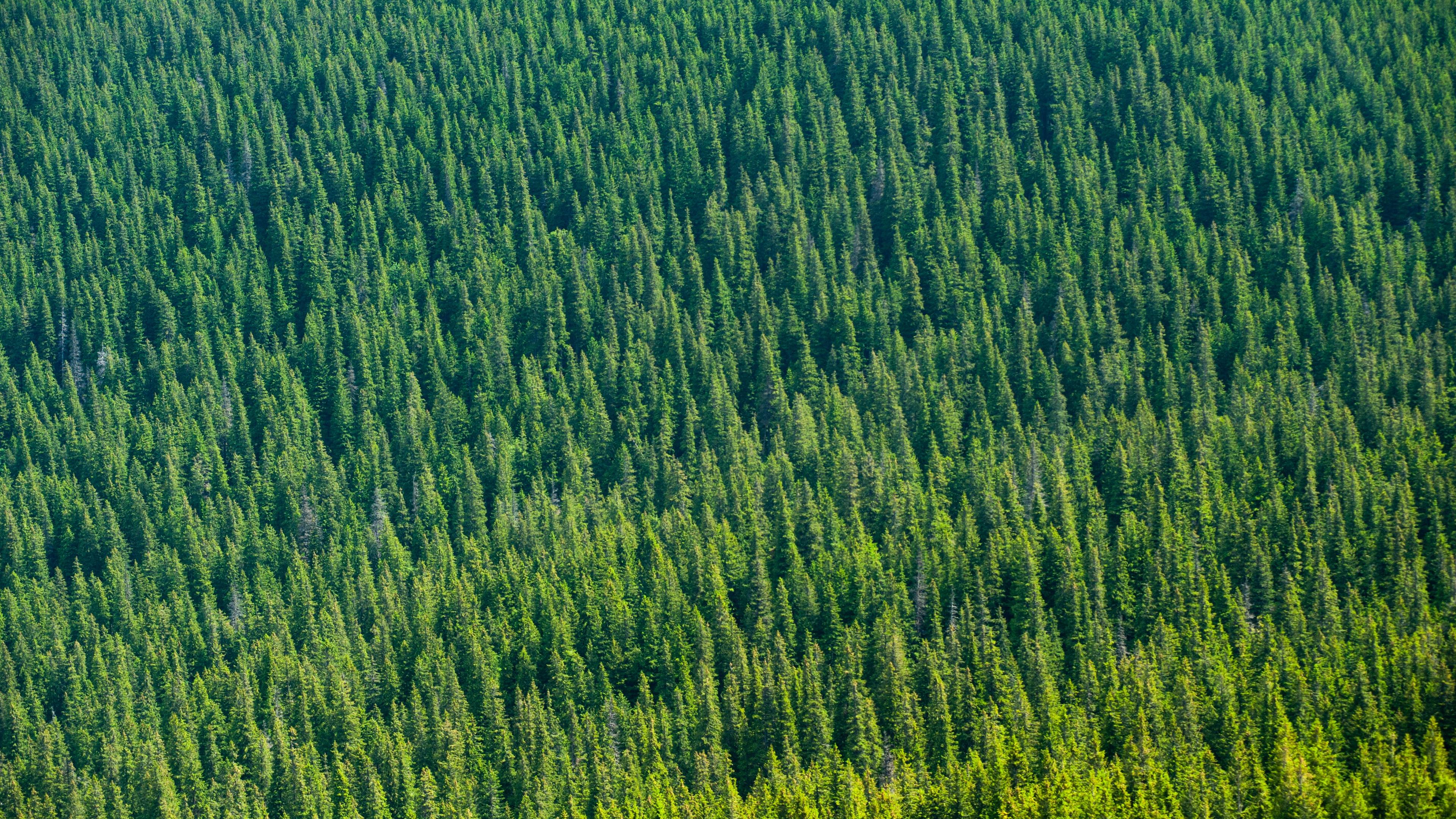 Aerial Forest Wallpapers - Top Free Aerial Forest Backgrounds ...