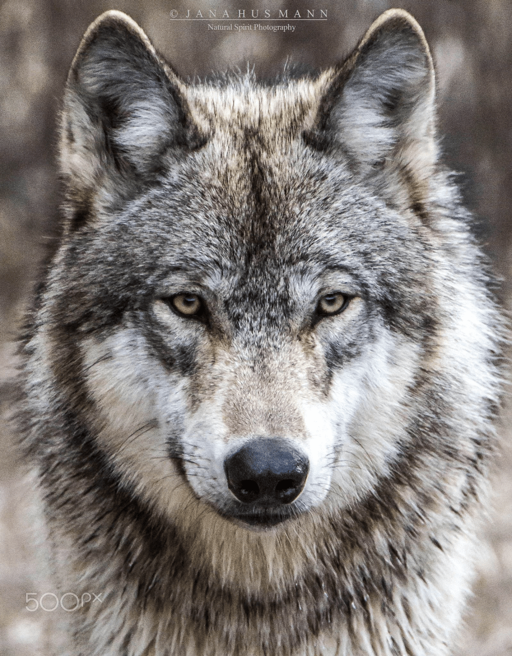 Wolf Photography Wallpapers - Top Free Wolf Photography Backgrounds ...
