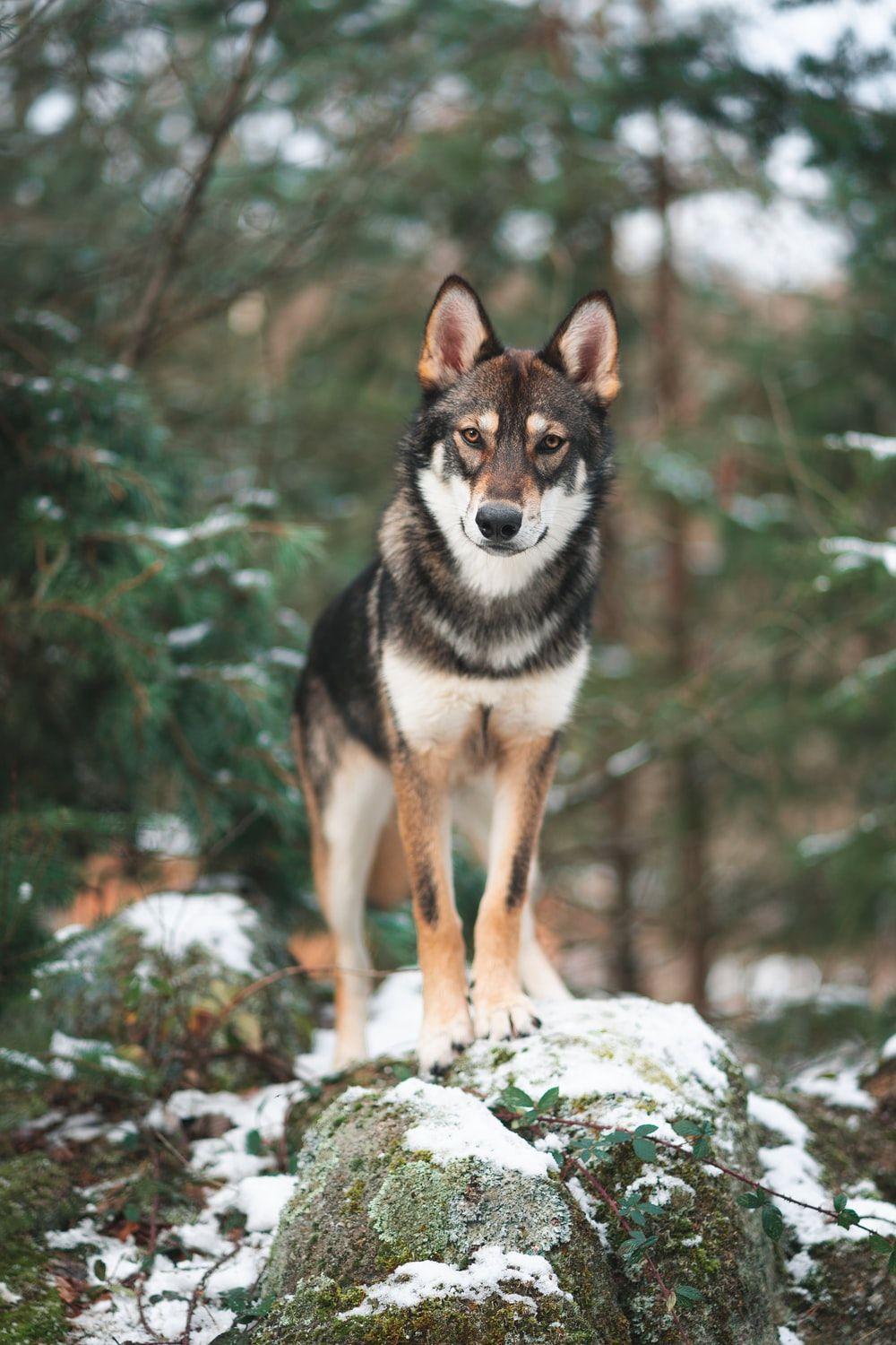 Wolf Photography Wallpapers - Top Free Wolf Photography Backgrounds ...