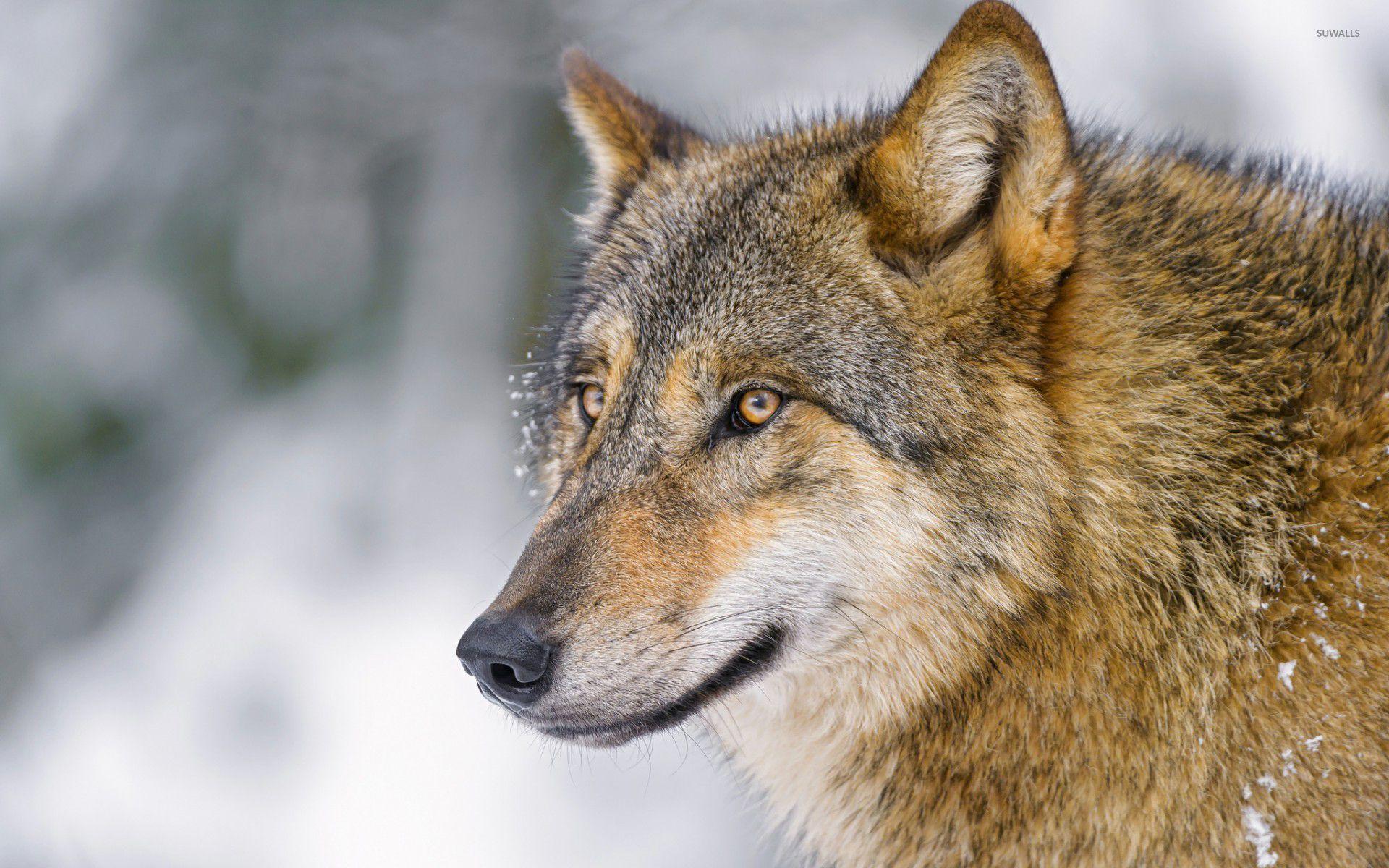 Wolf Photography Wallpapers - Top Free Wolf Photography Backgrounds ...