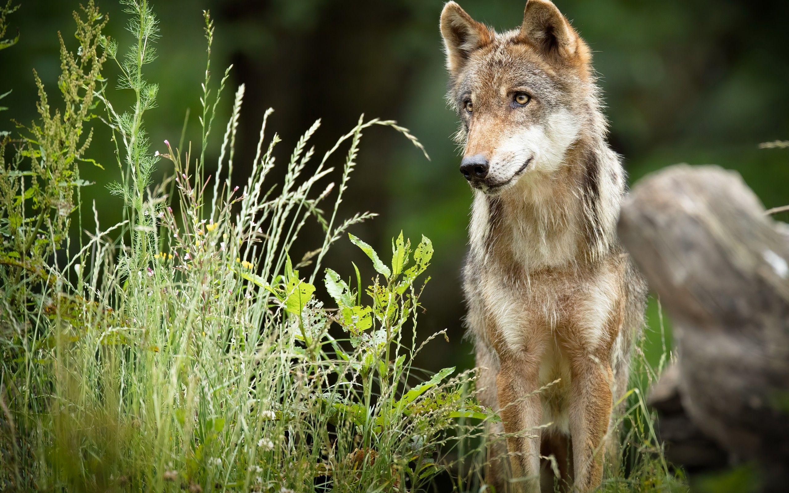 Wolf Photography Wallpapers - Top Free Wolf Photography Backgrounds ...