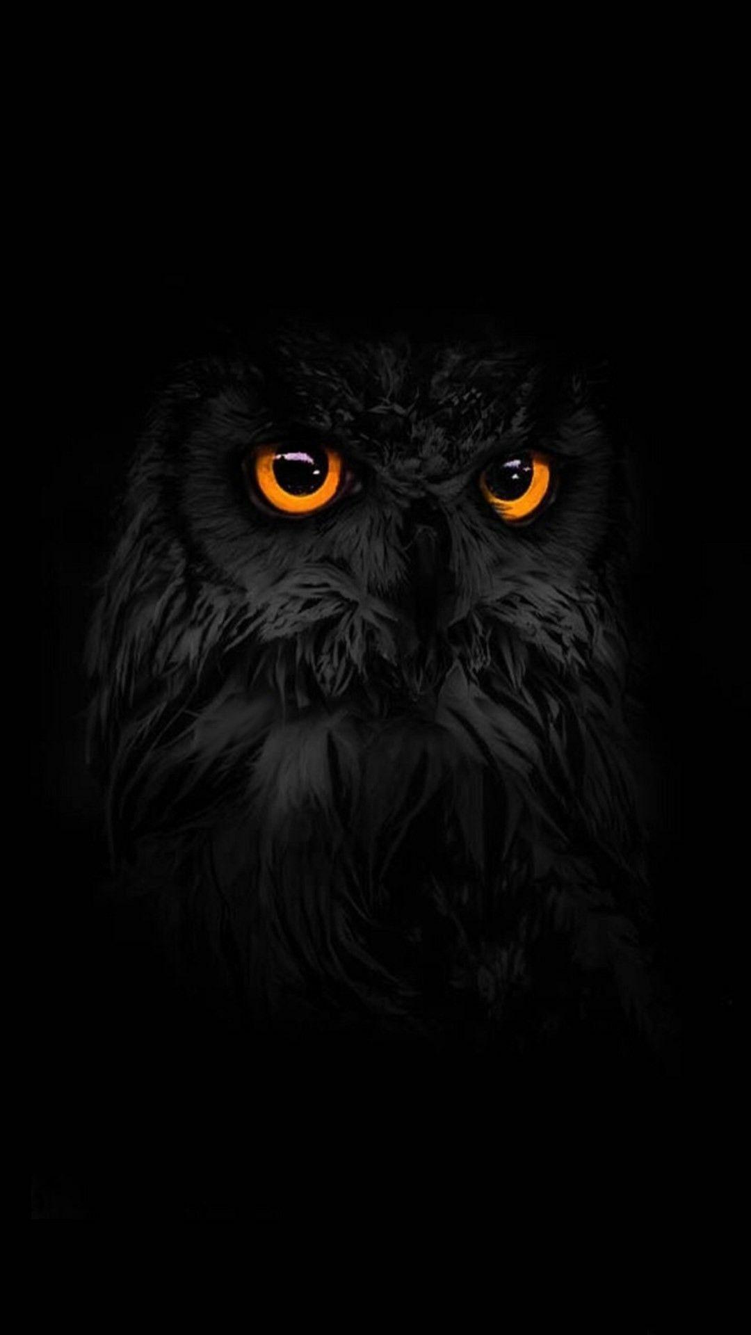4k Owl Wallpapers Top Free 4k Owl Backgrounds Wallpaperaccess