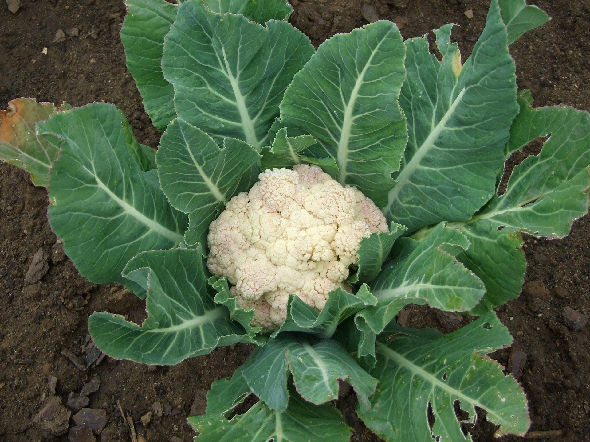 Cauliflower Wallpapers - Top Free Cauliflower Backgrounds - WallpaperAccess