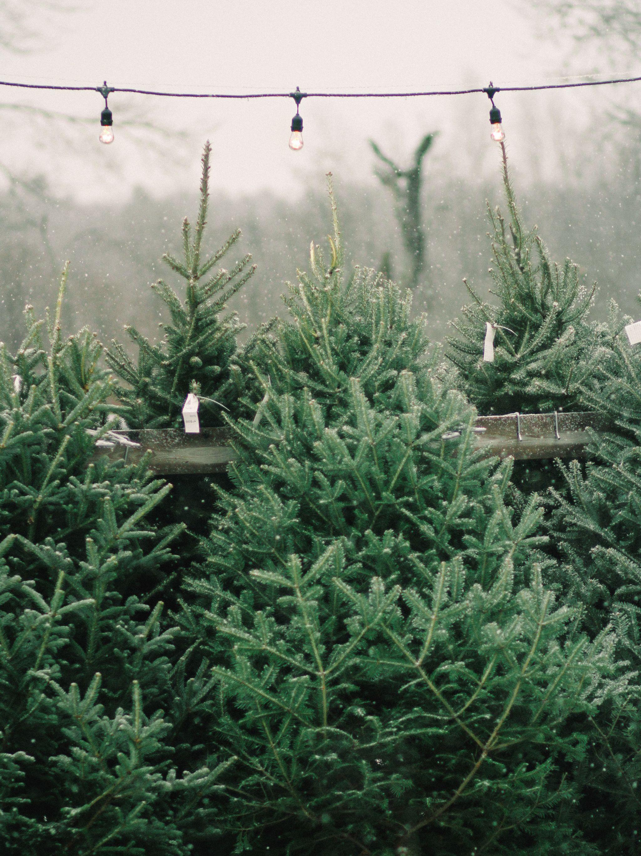 Farmhouse Christmas Wallpapers - Top Free Farmhouse Christmas ...