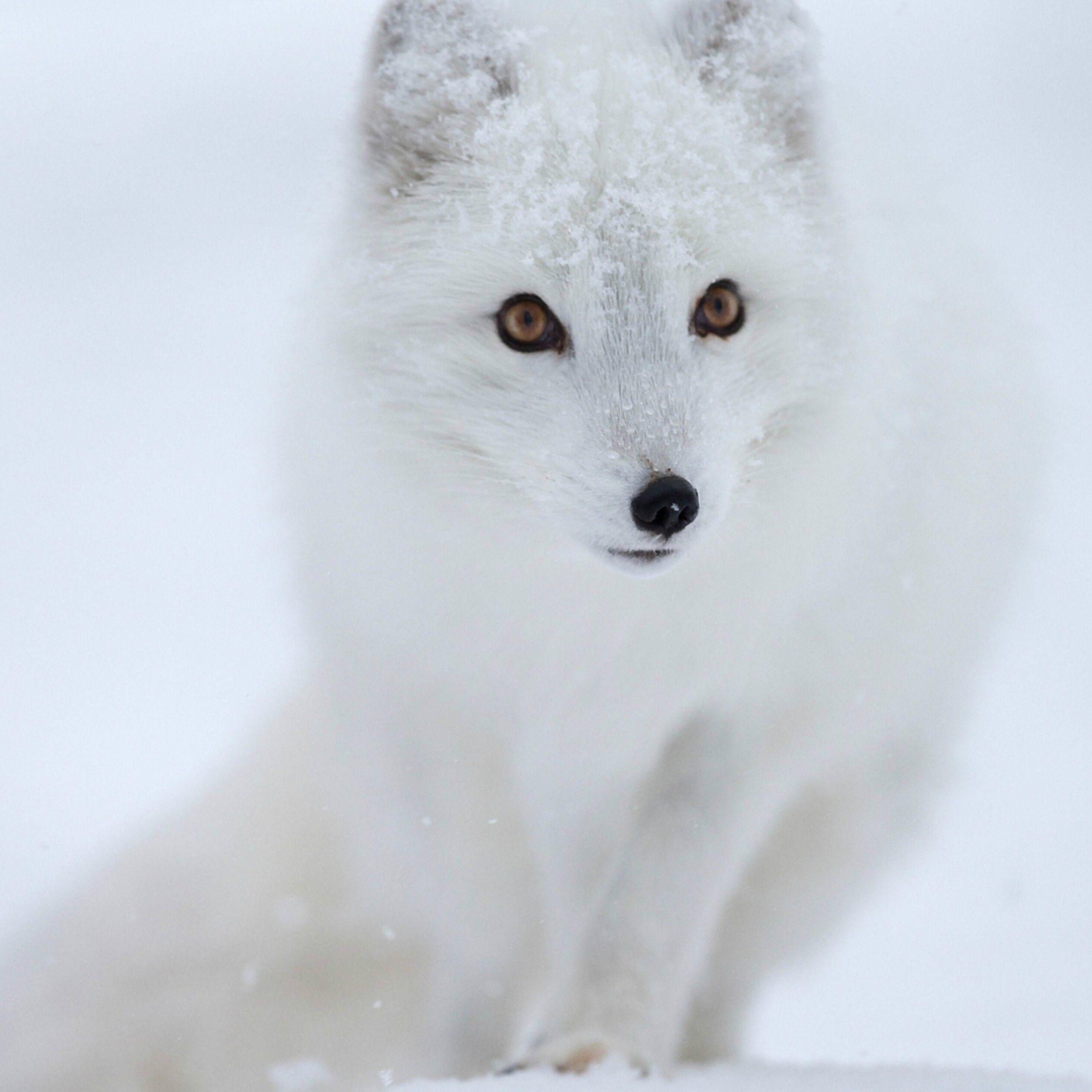 Cute White Fox Wallpapers - Top Free Cute White Fox Backgrounds ...