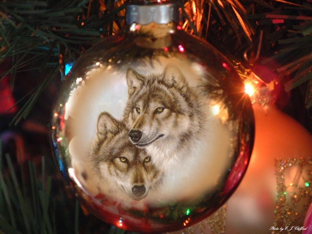 Christmas Wolves Wallpapers - Top Free Christmas Wolves Backgrounds ...