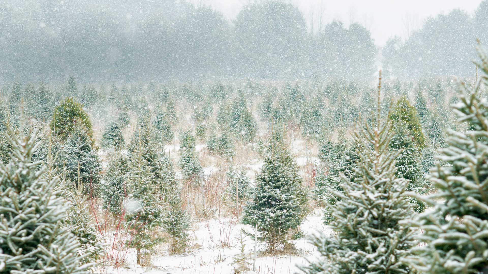 Christmas In Canada Wallpapers - Top Free Christmas In Canada ...